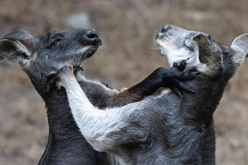 Giant pandas, tiger attacks and the ugly fight to control the San ...