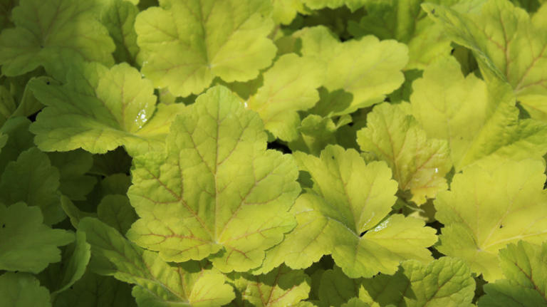 13 Striking Varieties Of Coral Bells You Could Be Growing In Your Garden