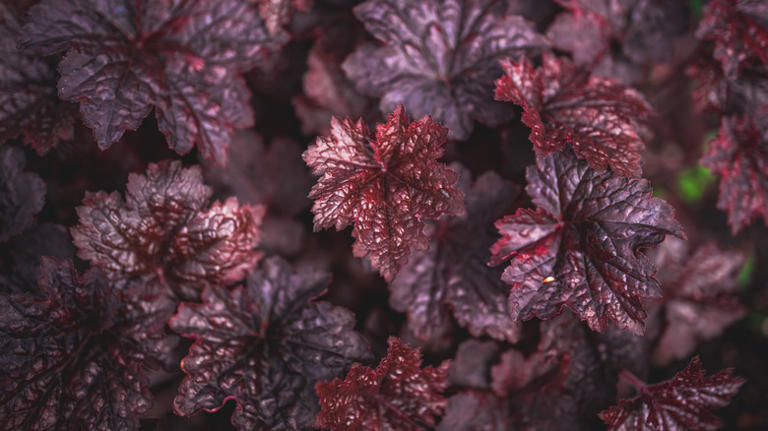 13 Striking Varieties Of Coral Bells You Could Be Growing In Your Garden