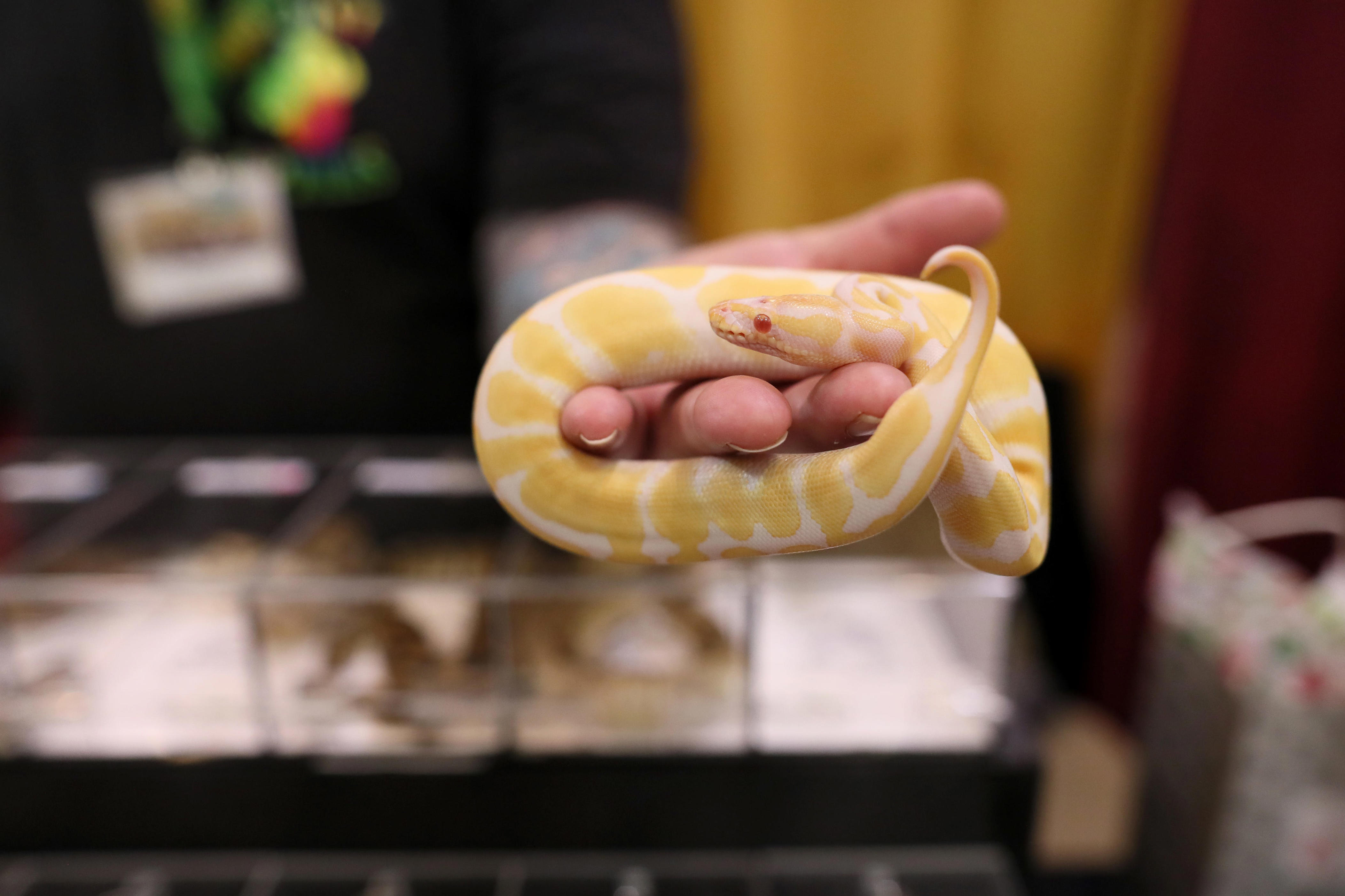 Can you kill a snake in your backyard in the Memphis area? It depends ...