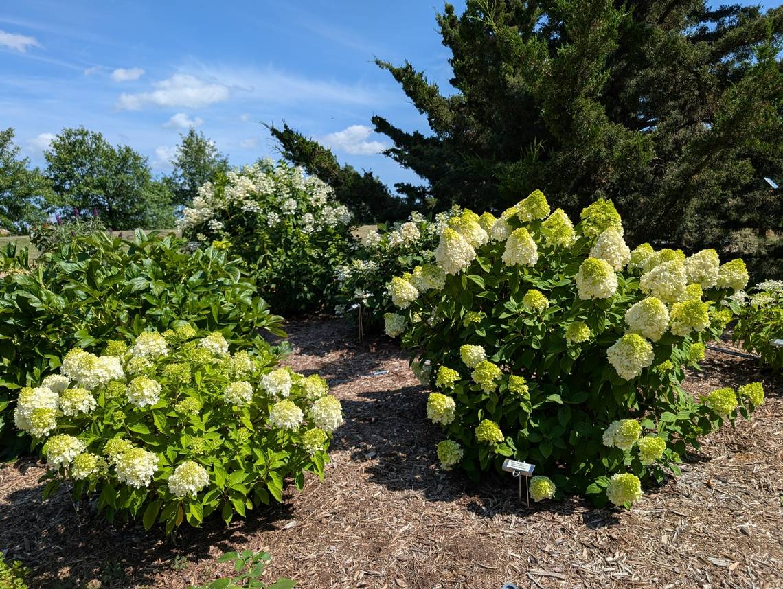 From hydrangeas to small trees: Why shrubs are perfect for your KC ...