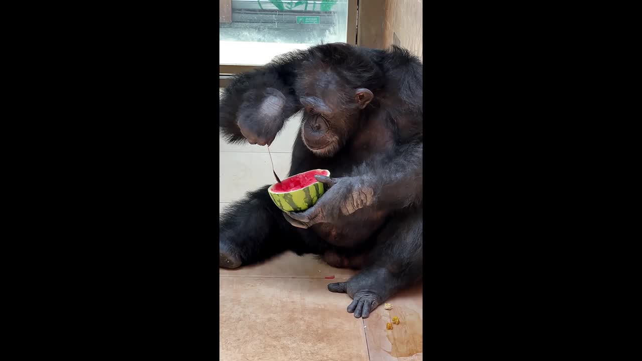 Monkey see, monkey chew! Chimpanzee at Chinese zoo uses SPOON to eat ...