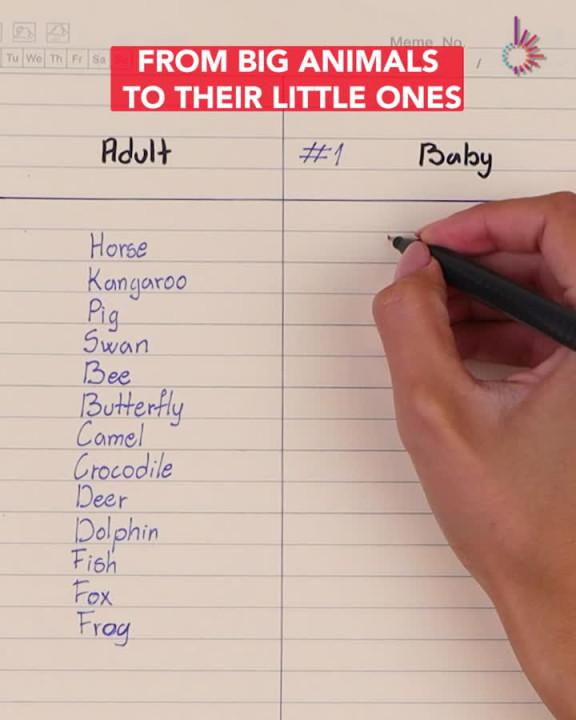 Meet the babies of these animals🦘🐣