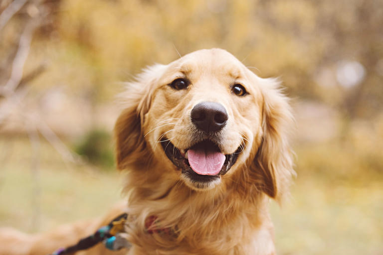 What are the happiest dog breeds 2025? Here are the 17 most naturally ...