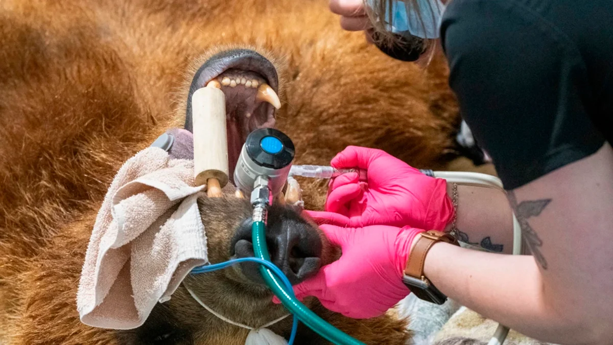 Este oso tenía una dentadura terrible: los dentistas humanos le han ...