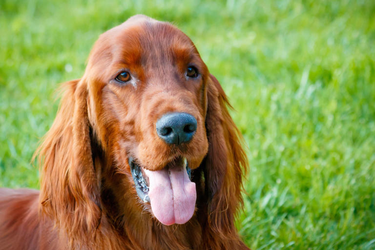 What are the happiest dog breeds 2025? Here are the 17 most naturally ...