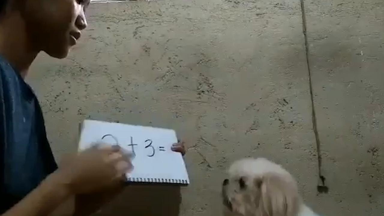 Impressive moment pet dog solves basic math equation with owner