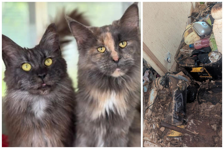 Adopt a cat near me: 'Stunning' Maine Coon duo rescued from 'atrocious ...