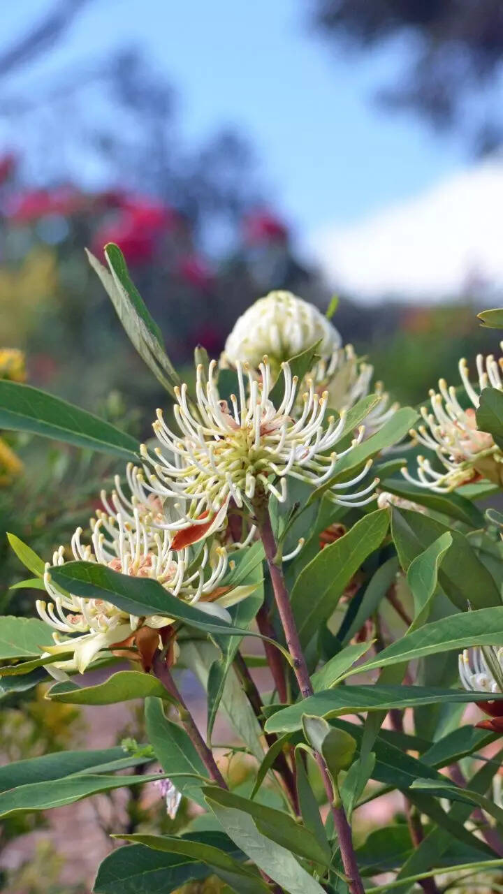 9 Rare shade-tolerant plants to brighten the balcony garden