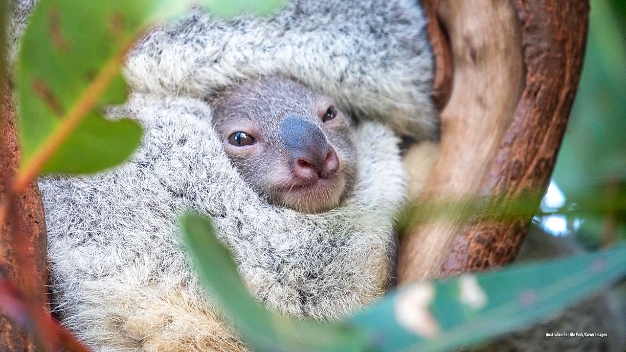 Adorable : un bébé koala sort pour la première fois de la poche de sa mère