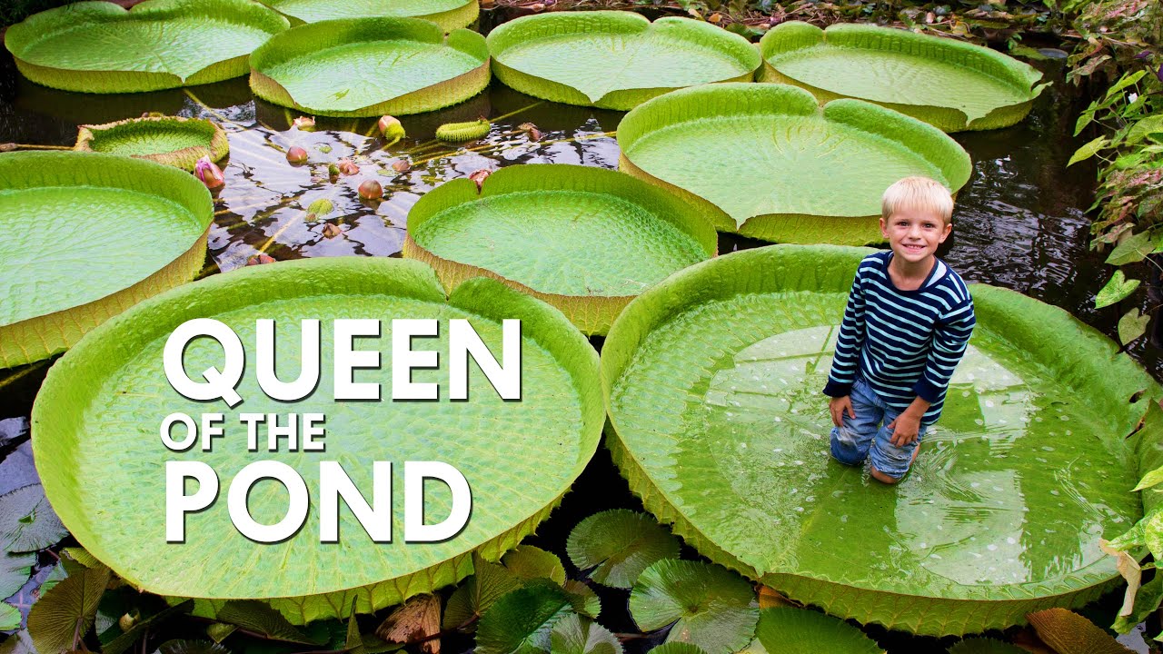 Victoria Amazonica Rules the Water Like a True Queen