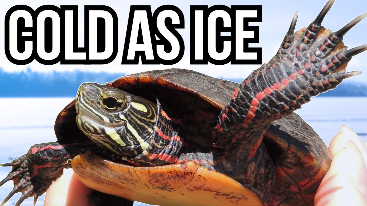 Cold-Blooded but Ice-Ready – These 3 Reptiles Can Handle the Freeze