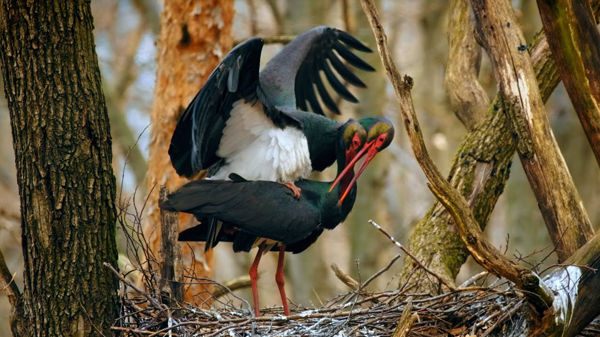 Cegonha-preta – Acasalamento no ninho