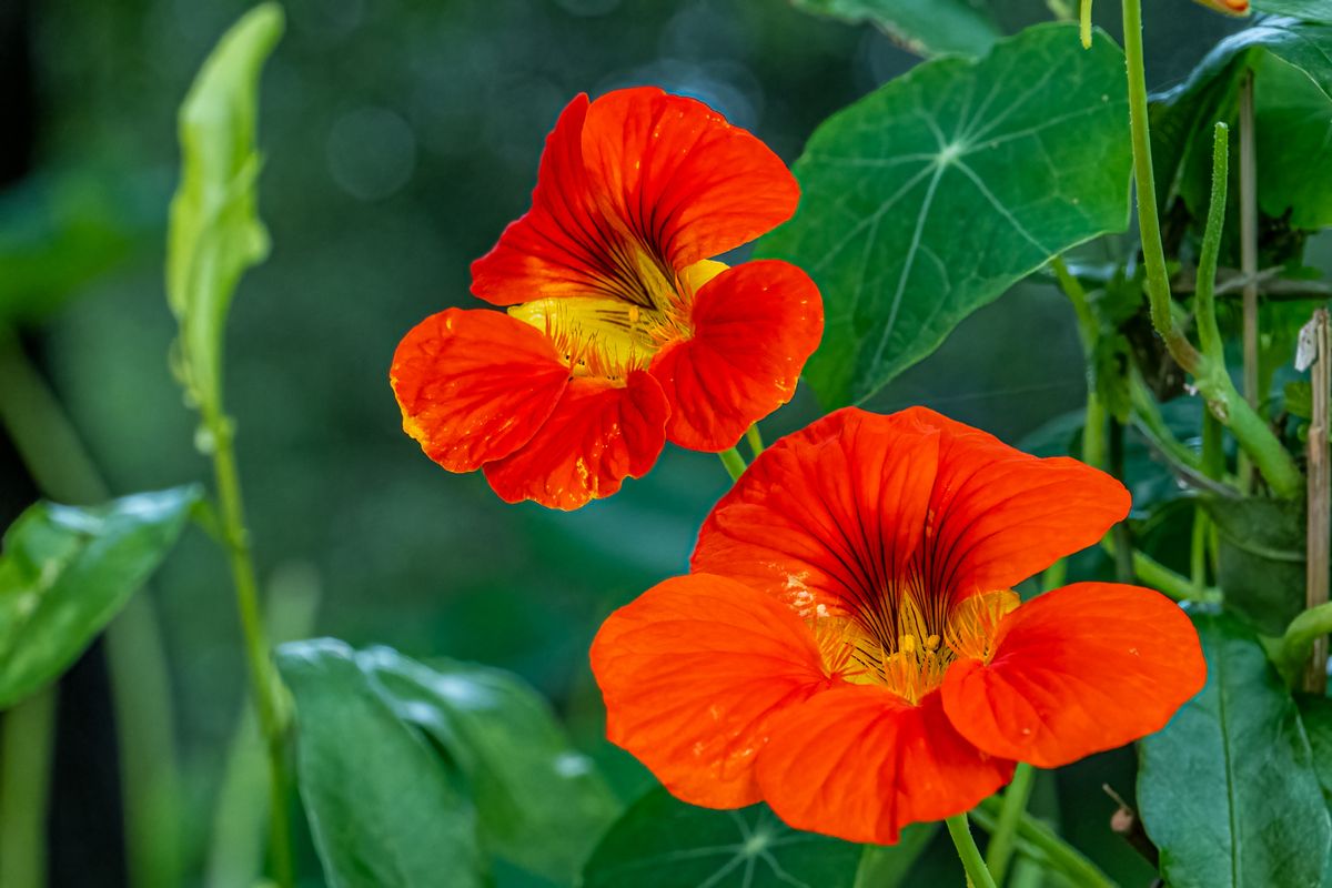 Grow THESE Plants Near Your Cucumbers for a Doubly Delicious Harvest