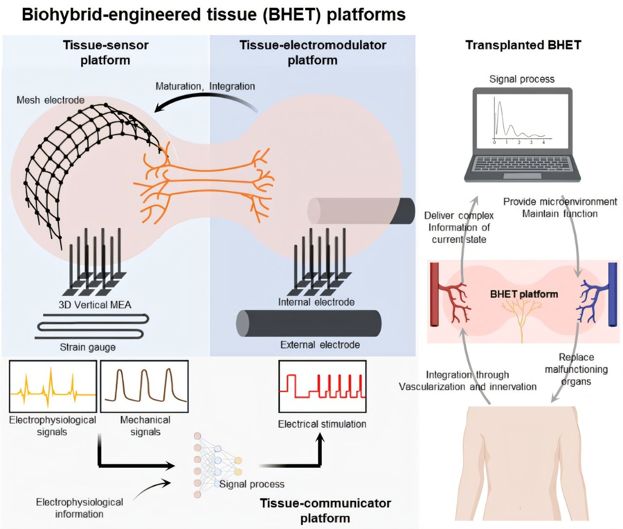 From passive to intelligent: Bioengineered organs meet electronics