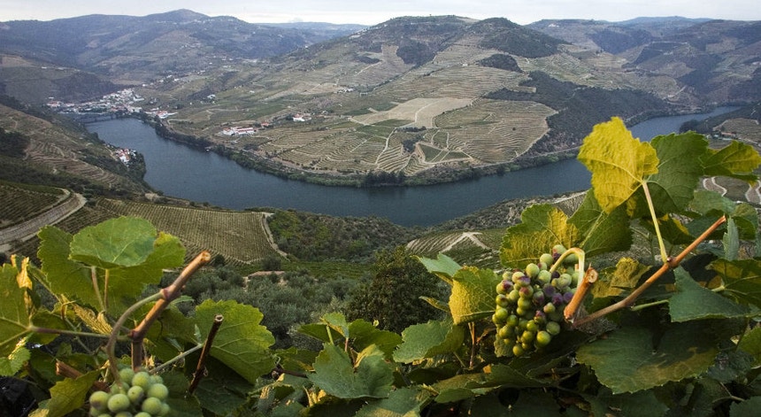 Douro reduz produção de vinho do Porto para as 75 mil pipas