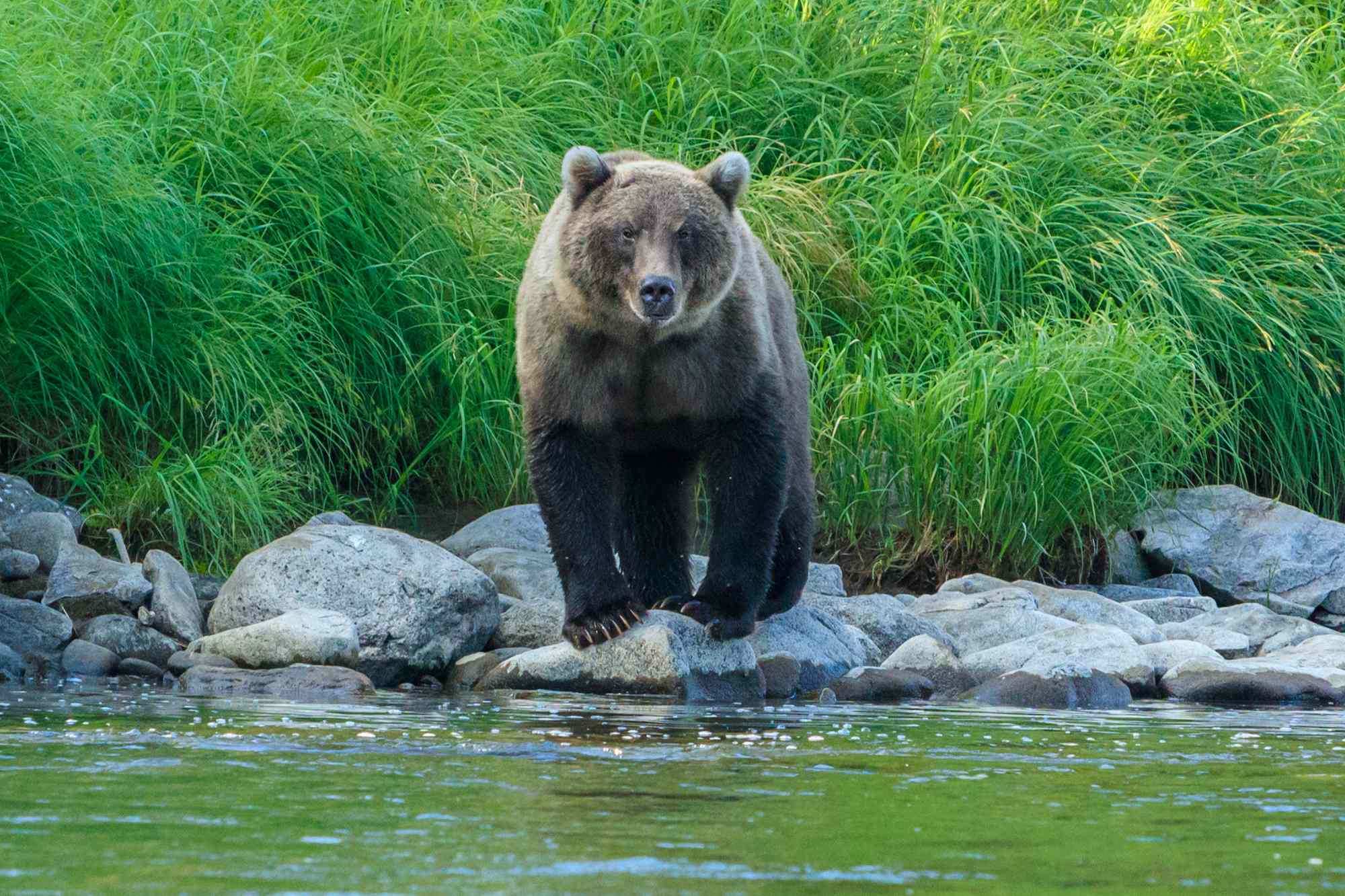 Woman Attacked by Brown Bear While Sleeping on Camping Trip amid ...