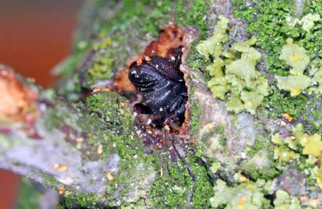 Experts issue warning about 'inevitable' invasion of devastating beetle ...