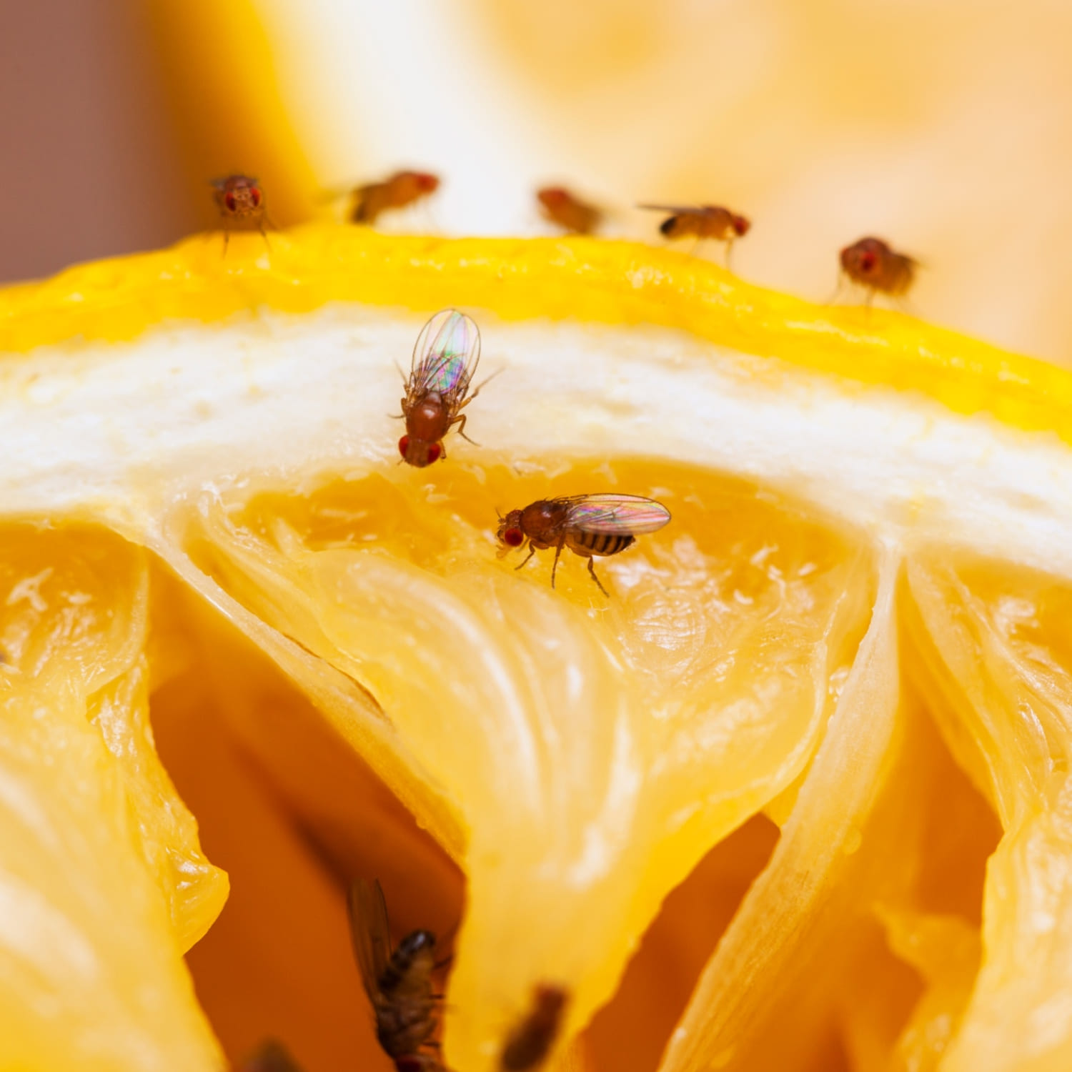 How to get rid of flies and other insects at home, according to pros