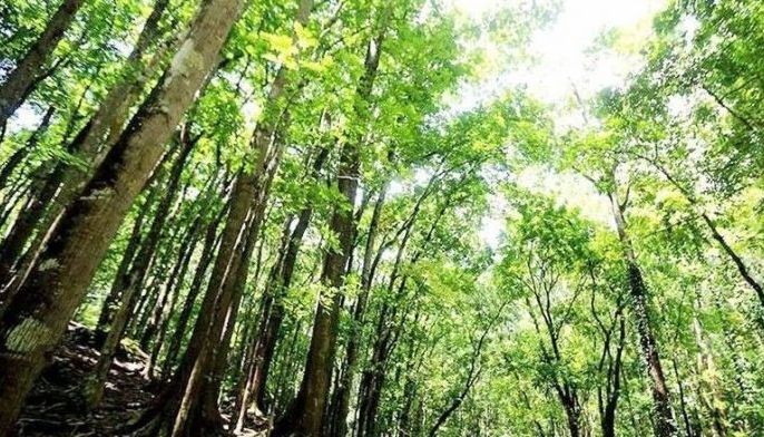 Philippines endemic trees used to reforest New Clark City