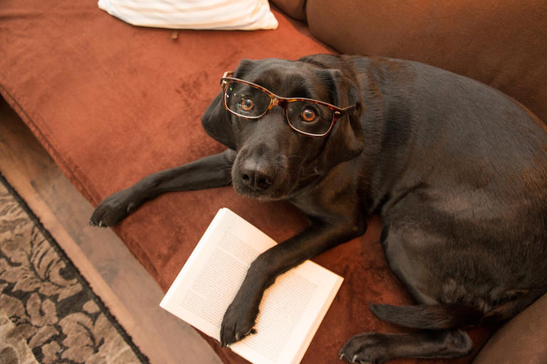 100 Smartest Dog Breeds in the World
