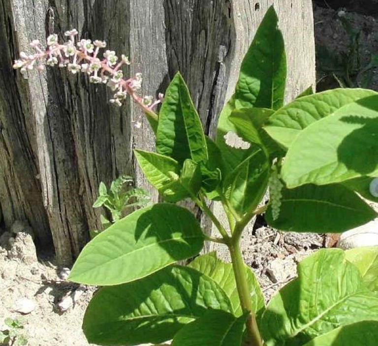Hierba carmín americana: guía completa sobre la planta ornamental ...