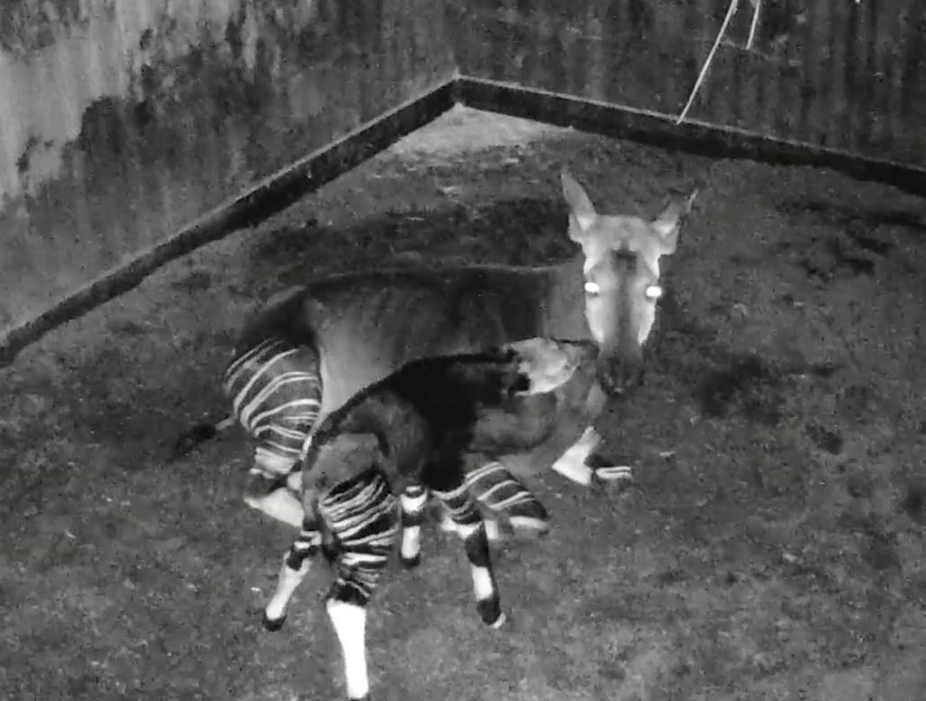 Birth of rare African animal caught on camera at zoo