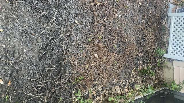 First-time homebuyer distressed after discovering backyard nightmare ...