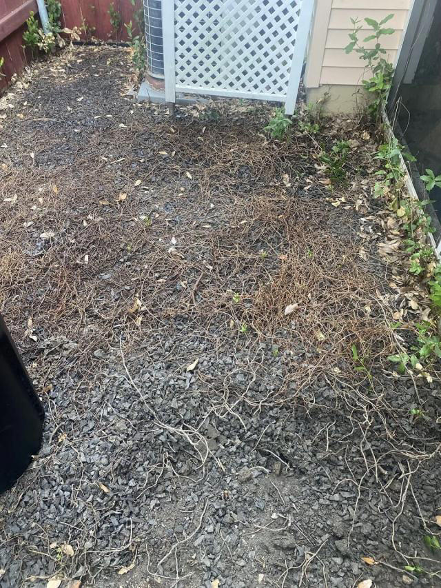 First-time homebuyer distressed after discovering backyard nightmare ...