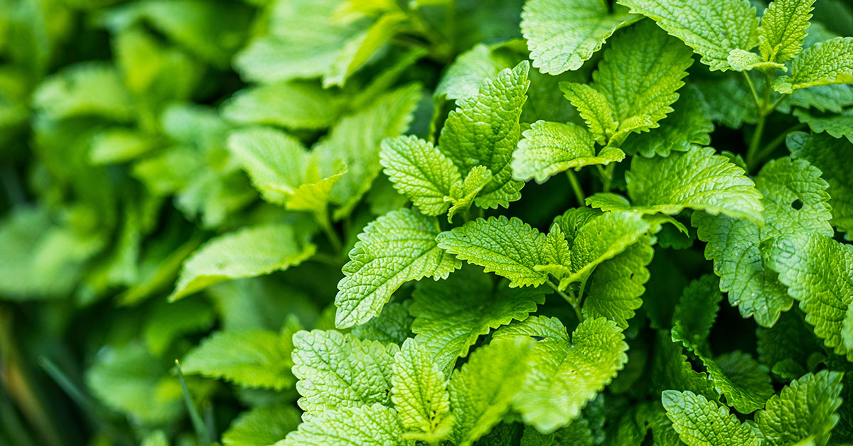 11 Reasons Why You Should Grow Lemon Balm By Your Front Door