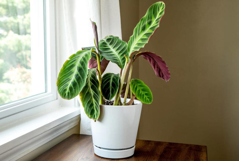 Calathea Jungle Velvet: cuidados y guía completa para tenerla espectacular