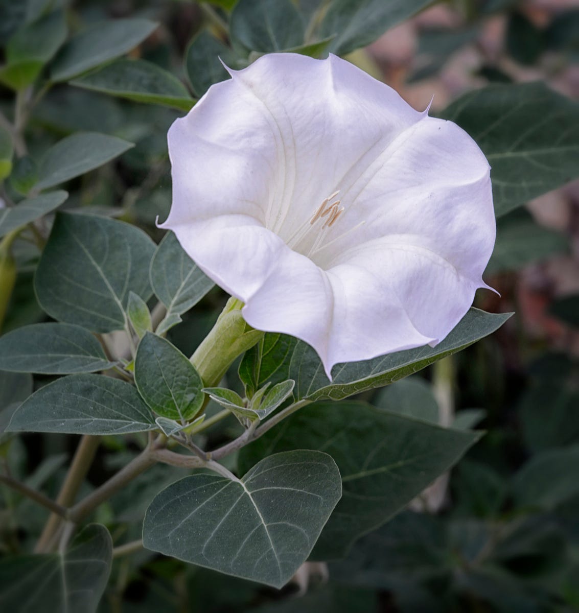 10 Night-Blooming Flowers That Turn Your Garden into a Moonlit Escape