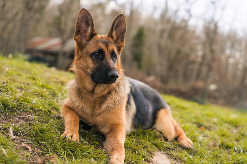 12 dog breeds that form the deepest emotional bonds with their owners