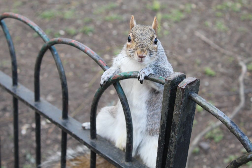 Tories demand grey squirrel cull calling them ‘rats that live in trees’