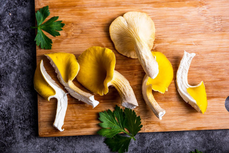 Invasive Golden Oyster Mushrooms Are Crowding Out Native Fungi and ...