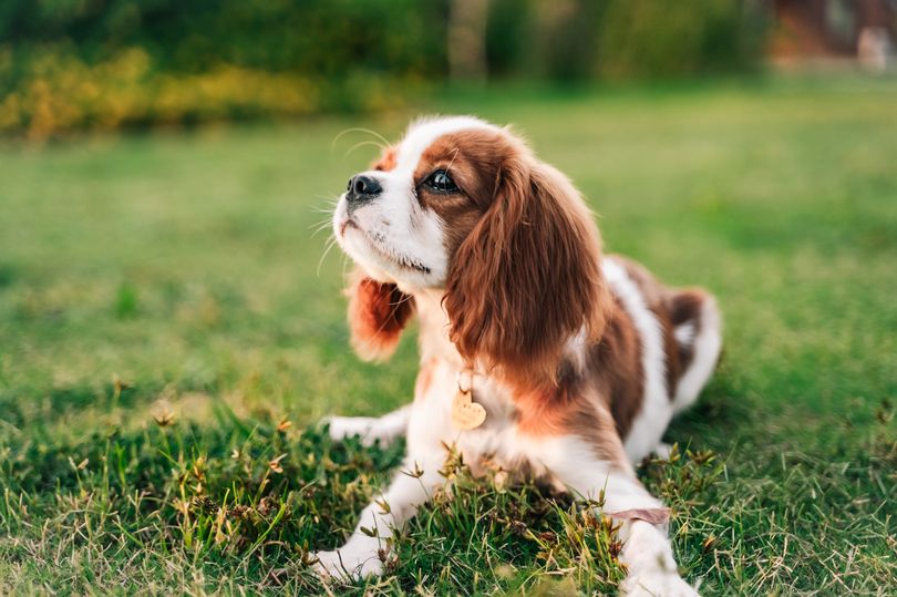 12 dog breeds that form the deepest emotional bonds with their owners