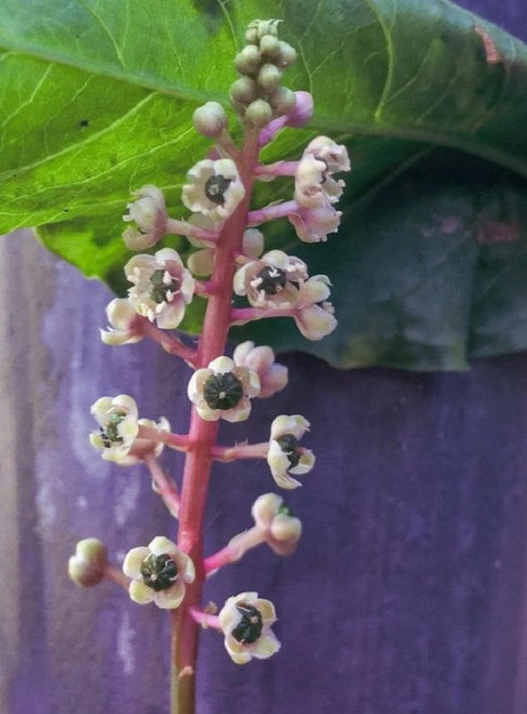 Hierba carmín americana: guía completa sobre la planta ornamental ...