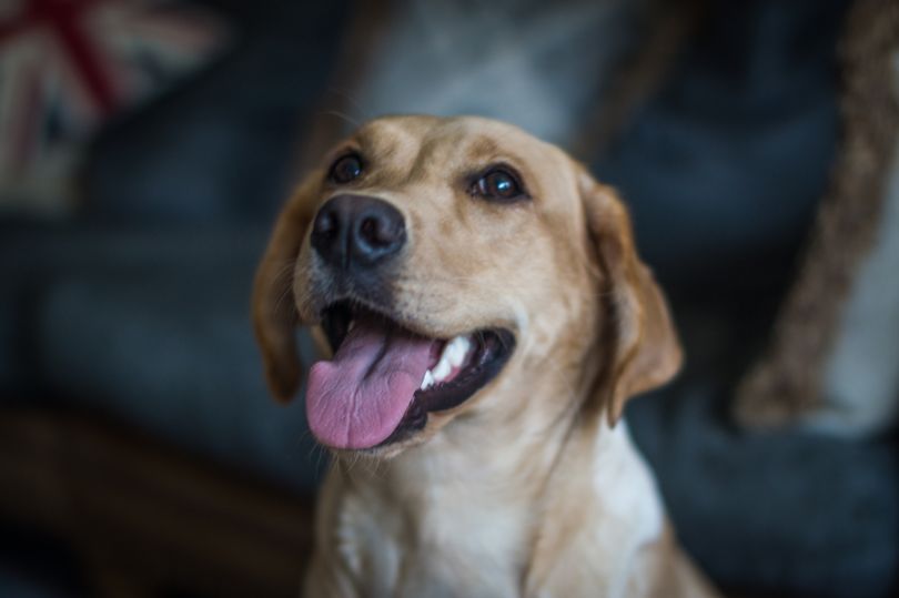 12 dog breeds that form the deepest emotional bonds with their owners