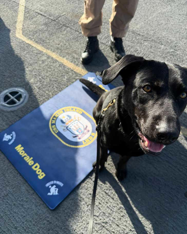 Shelter dog makes history as first-ever 'morale dog' stationed on a US ...