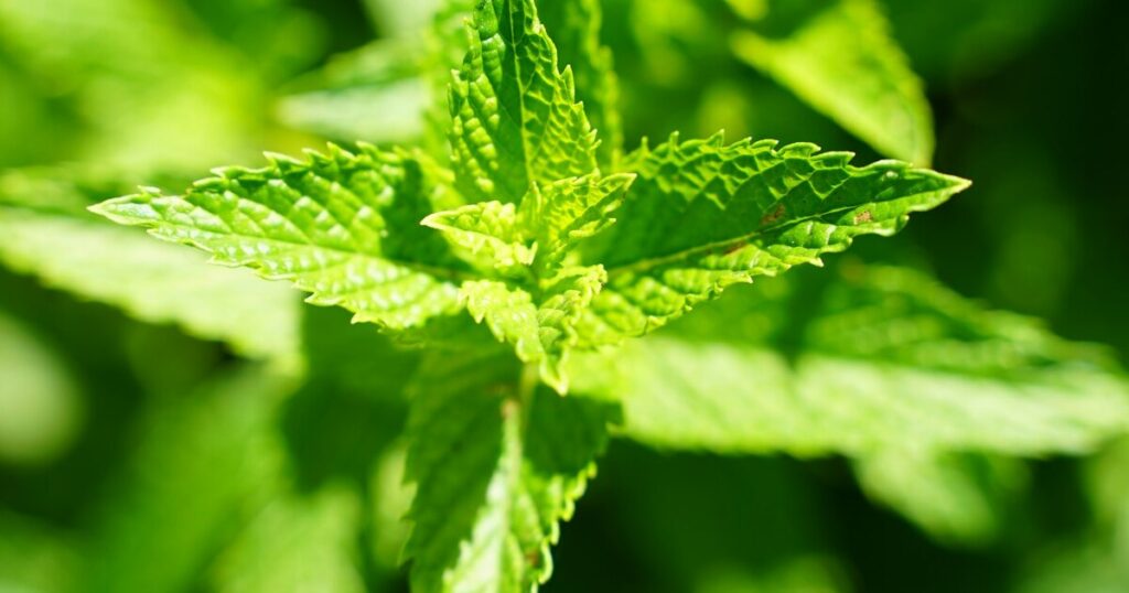 11 Reasons Why You Should Grow Lemon Balm By Your Front Door