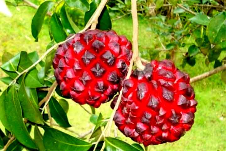 Expressão ‘Ficar na pindaíba’ tem origem numa fruta que poucos conhecem