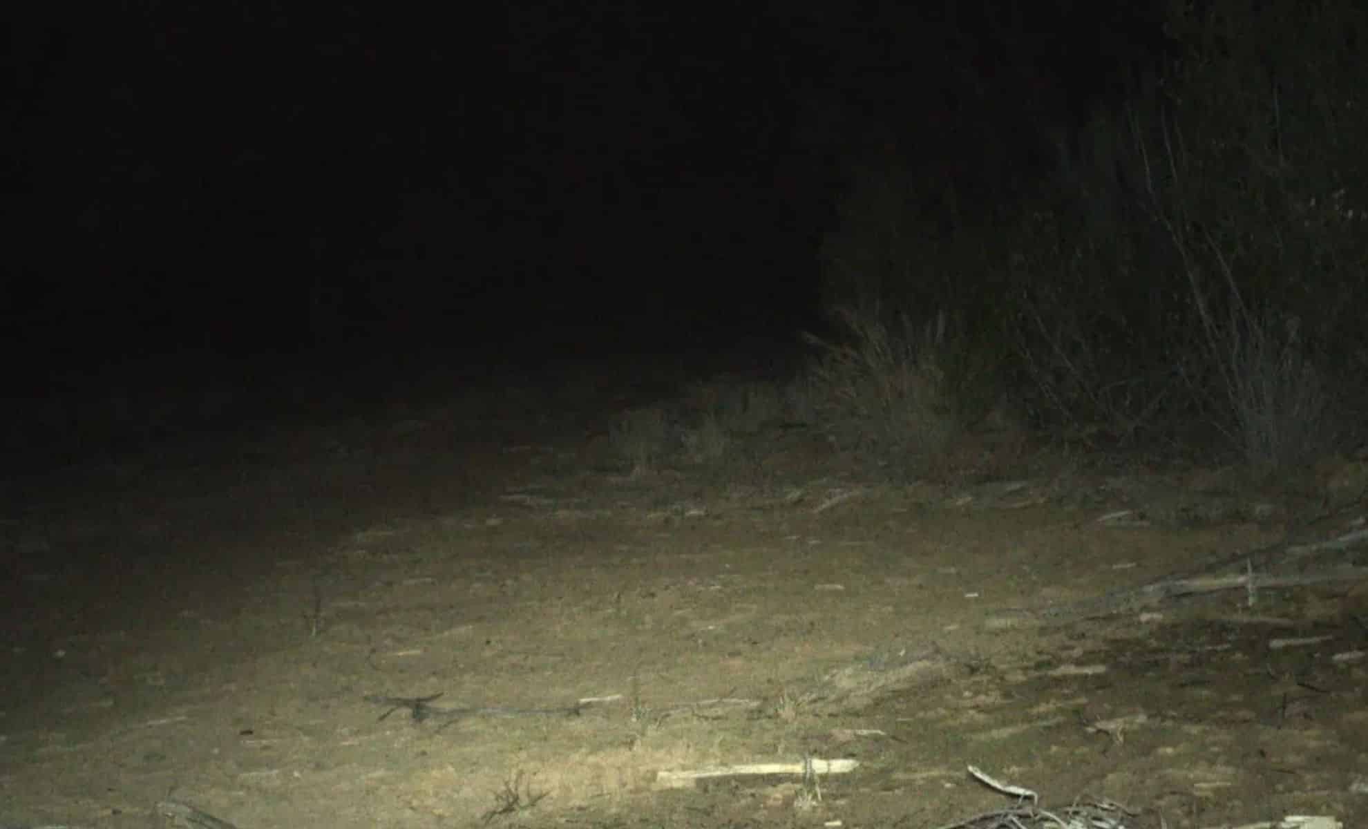 Rare Creature Believed Extinct for 150 Years Makes a Remarkable ...