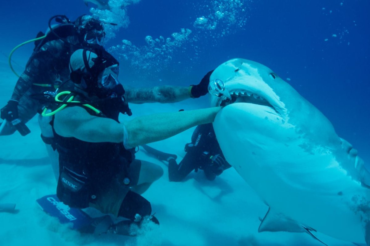 'Shark Week:' How to watch, what to expect