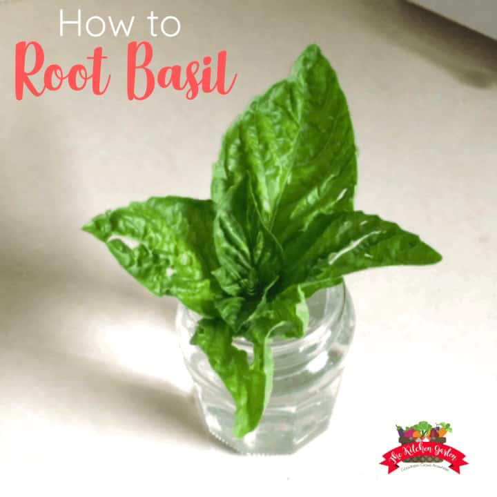 How to Grow Pineapple Sage (Salvia Elegans)