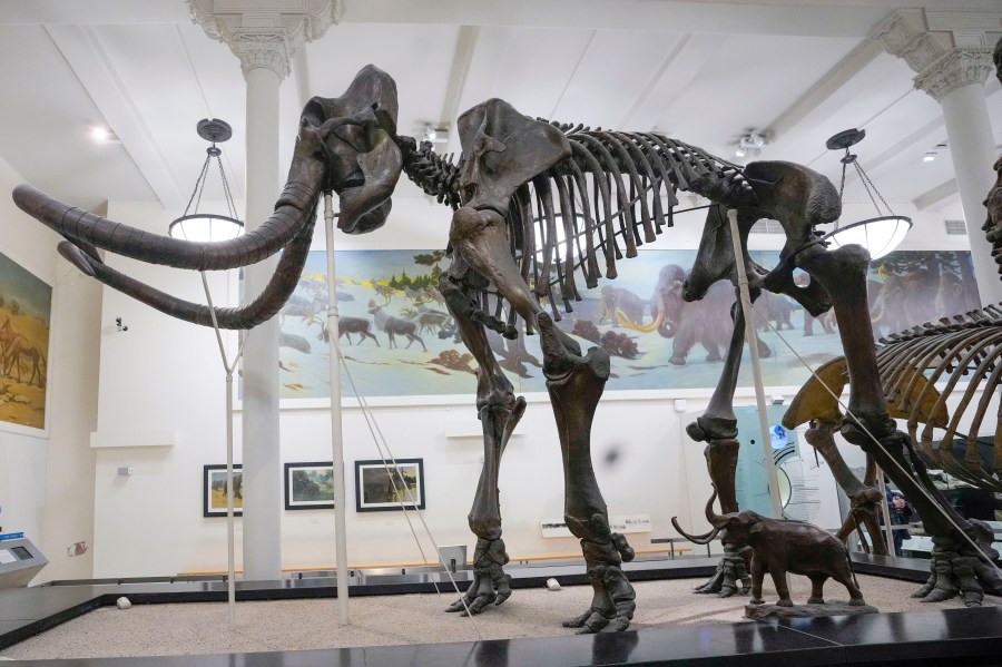 American Museum of Natural History offers free membership to SNAP ...