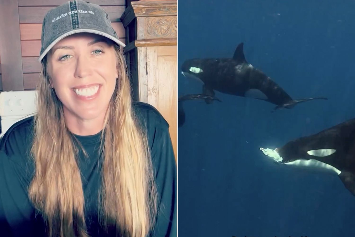 Diver Details Close Encounter with Orca, Recalls 'I Could See Its Teeth ...