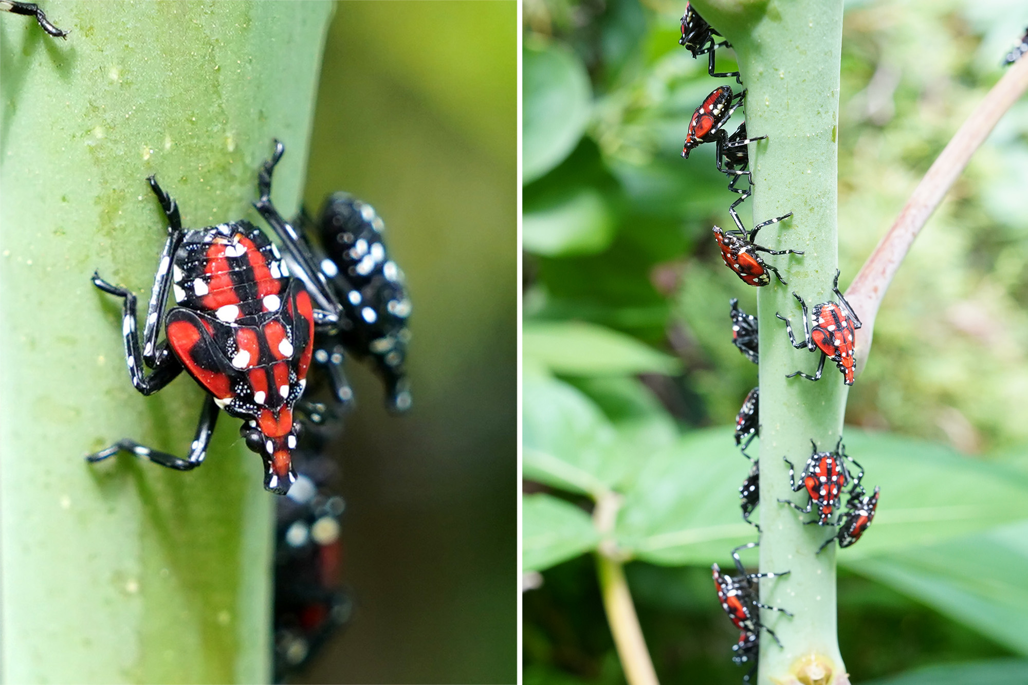 Who’s really getting stomped? Hopes of victory in the lantern fly war ...