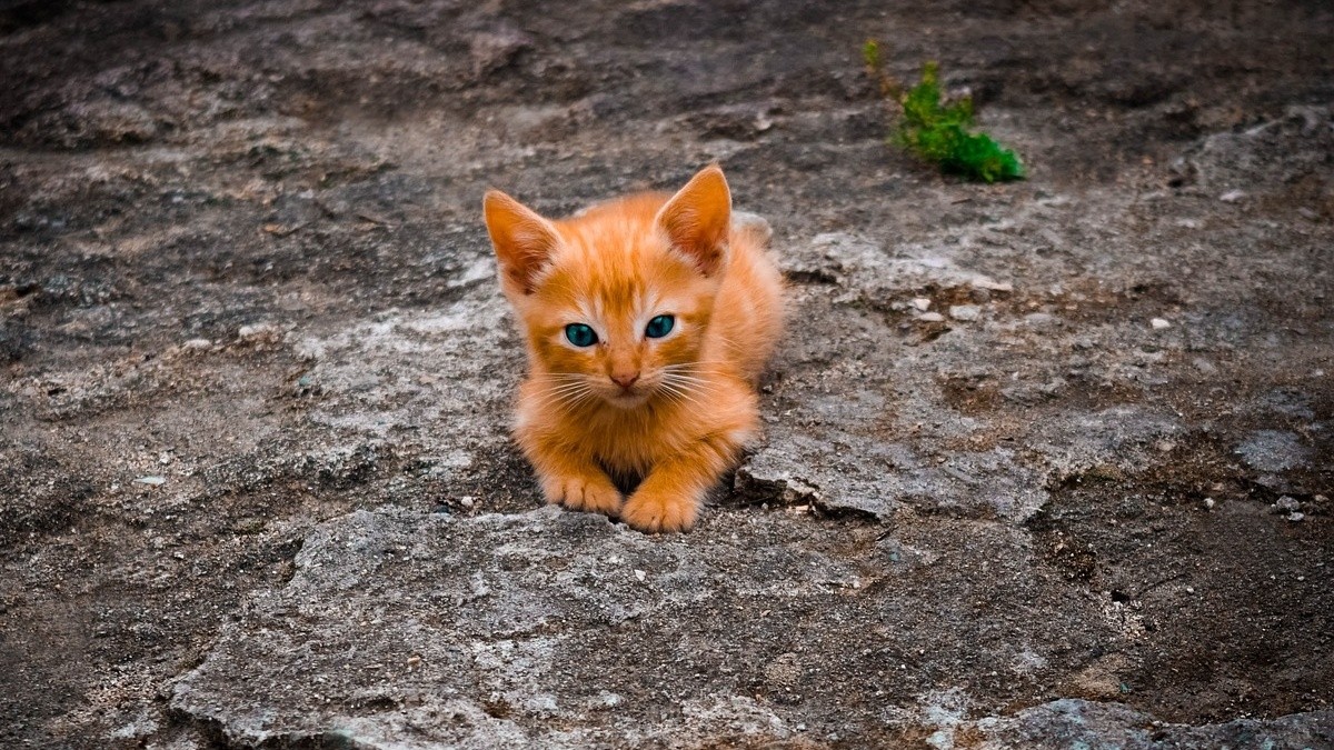 8 common mistakes before adopting a kitten: What every newbie should know