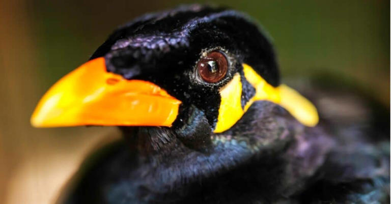 The Art of Mimicry: Discovering the Most Talkative Birds in the Animal ...