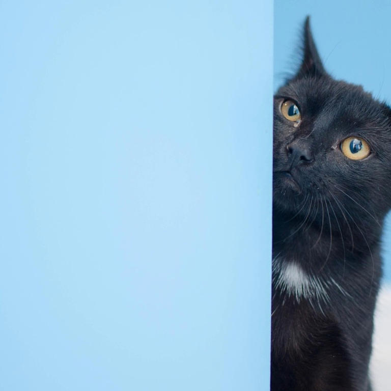 How to prevent your cat from gaining extra weight: 8 tips for a ...